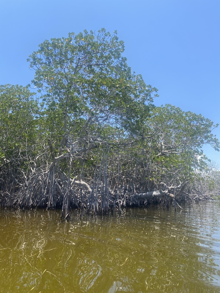 Mangle colorado desde Benito Juárez, Quintana Roo, MX el 07 de junio de 2023 a las 09:21 AM de ...