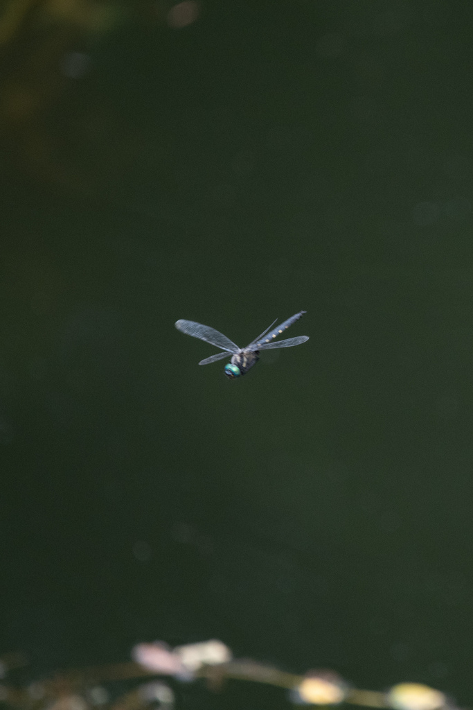 Epitheca marginata from 中国北京市海淀区 on June 7, 2023 at 02:37 PM by Foley ...