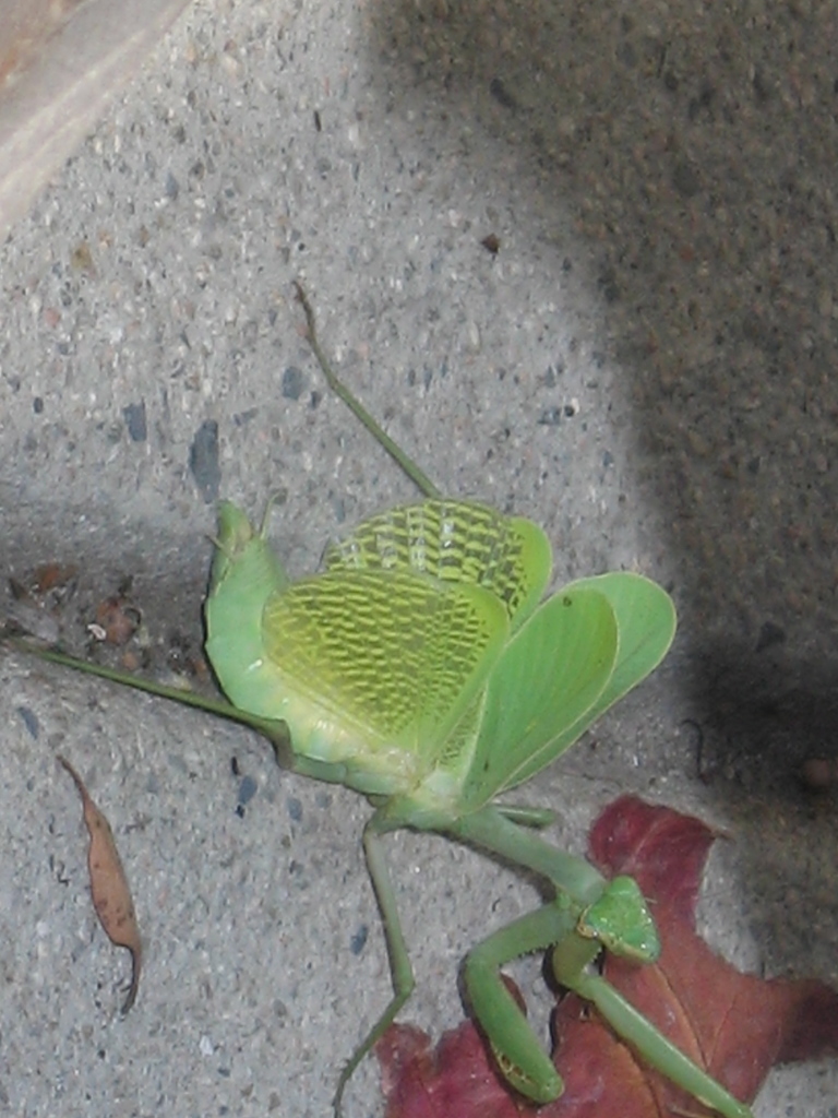 Arizona Mantis (Insects and Arachnids of Coronado National Memorial ...
