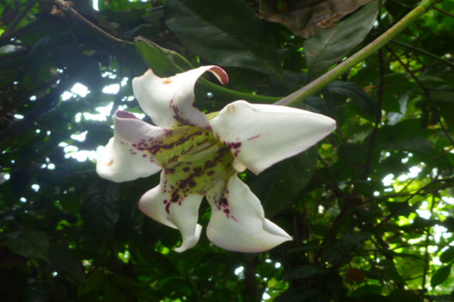 Rothmannia longiflora · iNaturalist