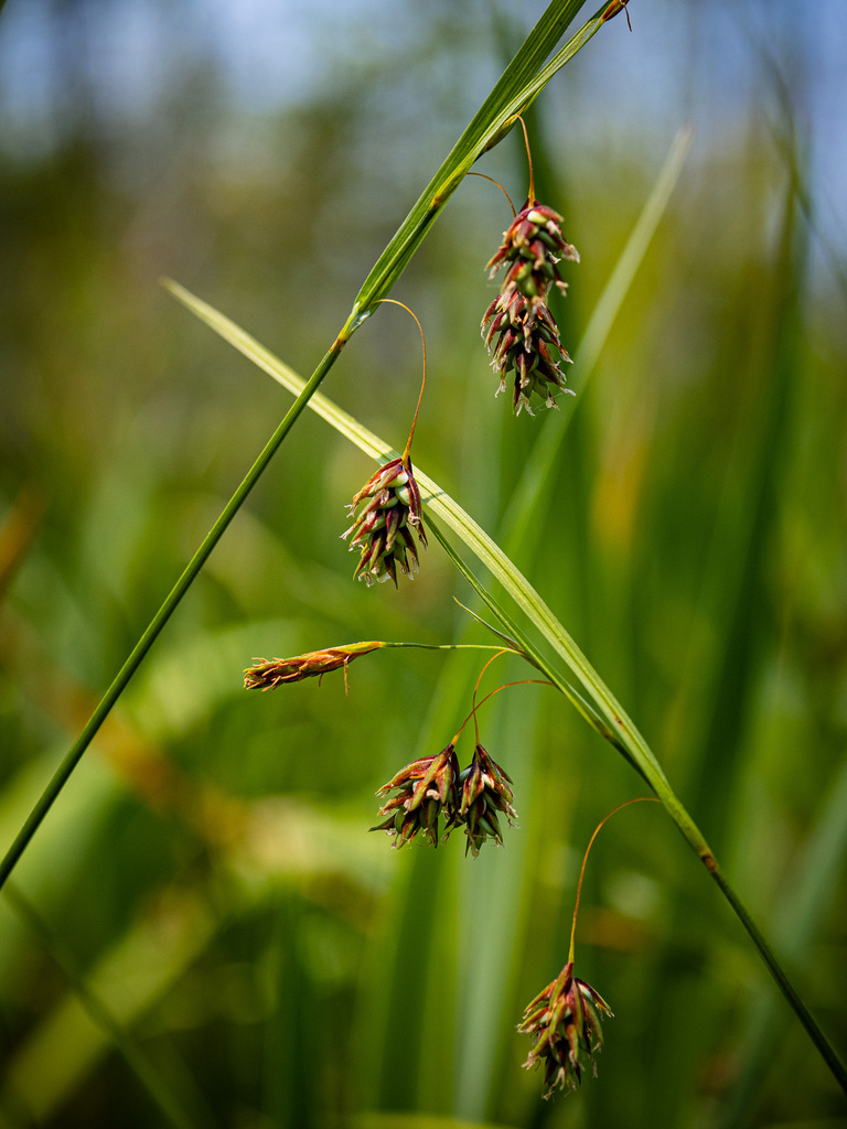boreal bog sedge in June 2023 by Erik Danielsen · iNaturalist
