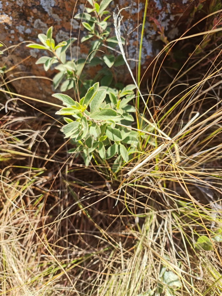 Transvaal Bluebush from Merafong City Local Municipality, South Africa ...