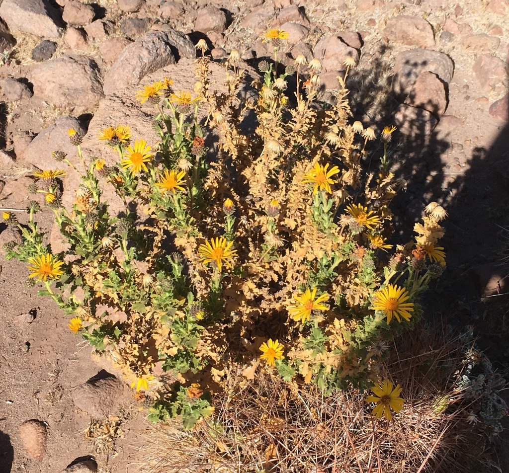 (Haplopappus rigidus) - Botanical Realm