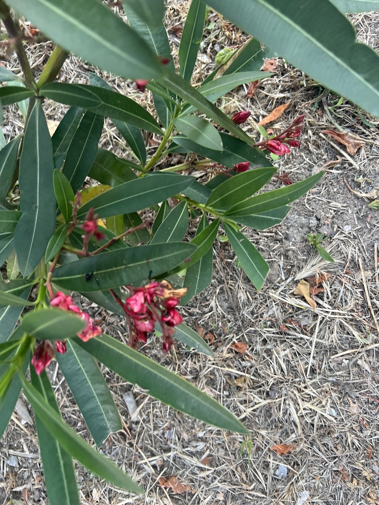 oleander from Rua do Varino, Leiria, Centro, PT on December 6, 2022 at ...