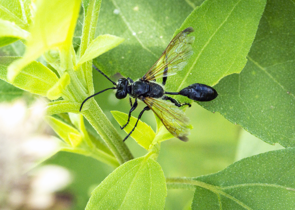 Mexican Grass-carrying Wasp from Shadow Creek Ranch, Pearland, TX, USA ...