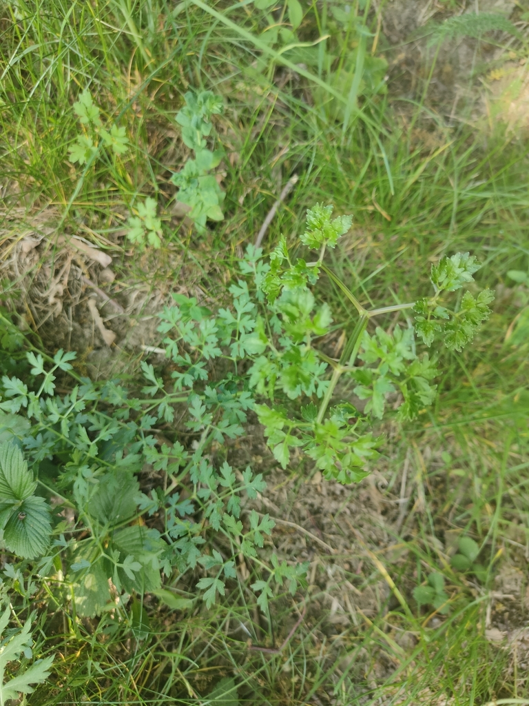 Mountain Parsley from Московский район, Минск, Беларусь on June 7, 2023 ...