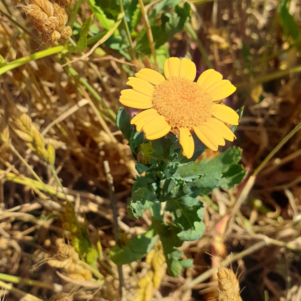 Corn Marigold from Marloes, Haverfordwest SA62 3BH, Verenigd Koninkrijk ...