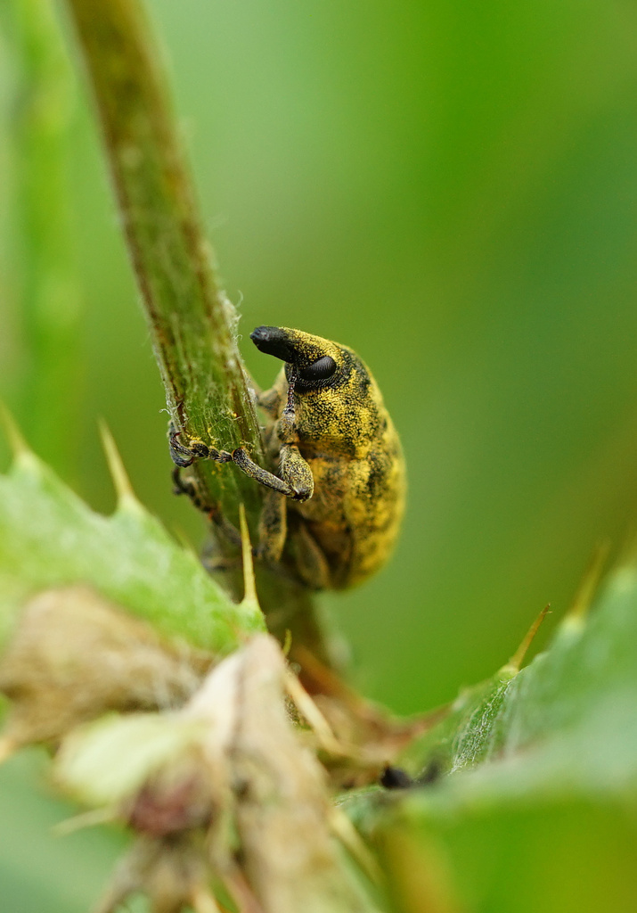 Canada Thistle Bud Weevil from Smith Lake Park, Stafford, VA, US on ...