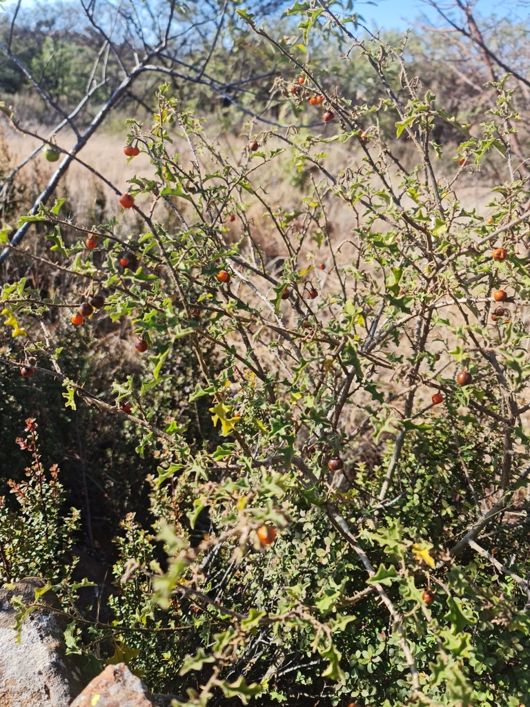 Solanum rubetorum from Merafong City Local Municipality, South Africa ...