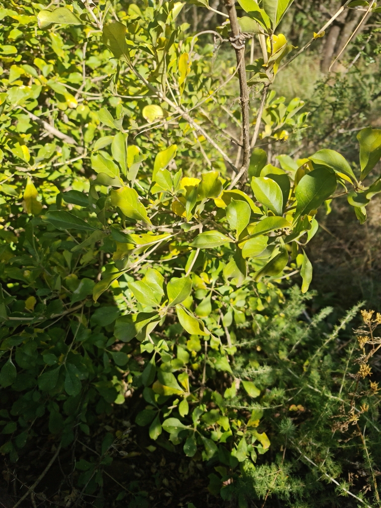 Common Pavetta from Merafong City Local Municipality, South Africa on ...