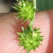 bur reed sedge (Carex sparganioides) · iNaturalist