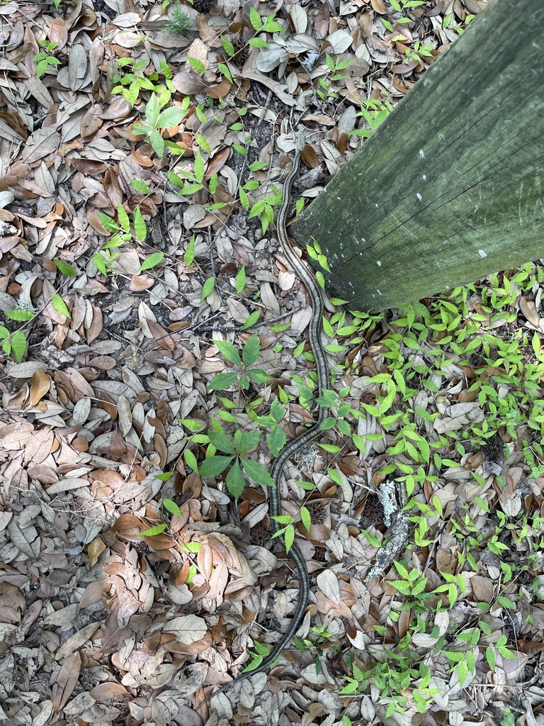 Eastern Ratsnake from Myrtle Beach State Park, Myrtle Beach, SC, US on ...