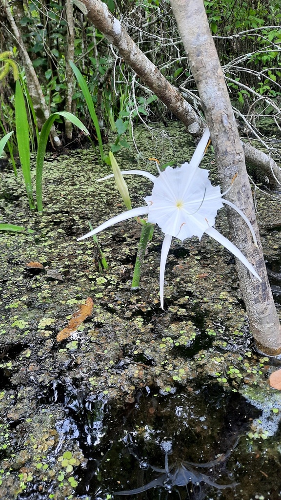 spring-run spiderlily from Bugg Spring Rd, Okahumpka, FL, US on May 25 ...