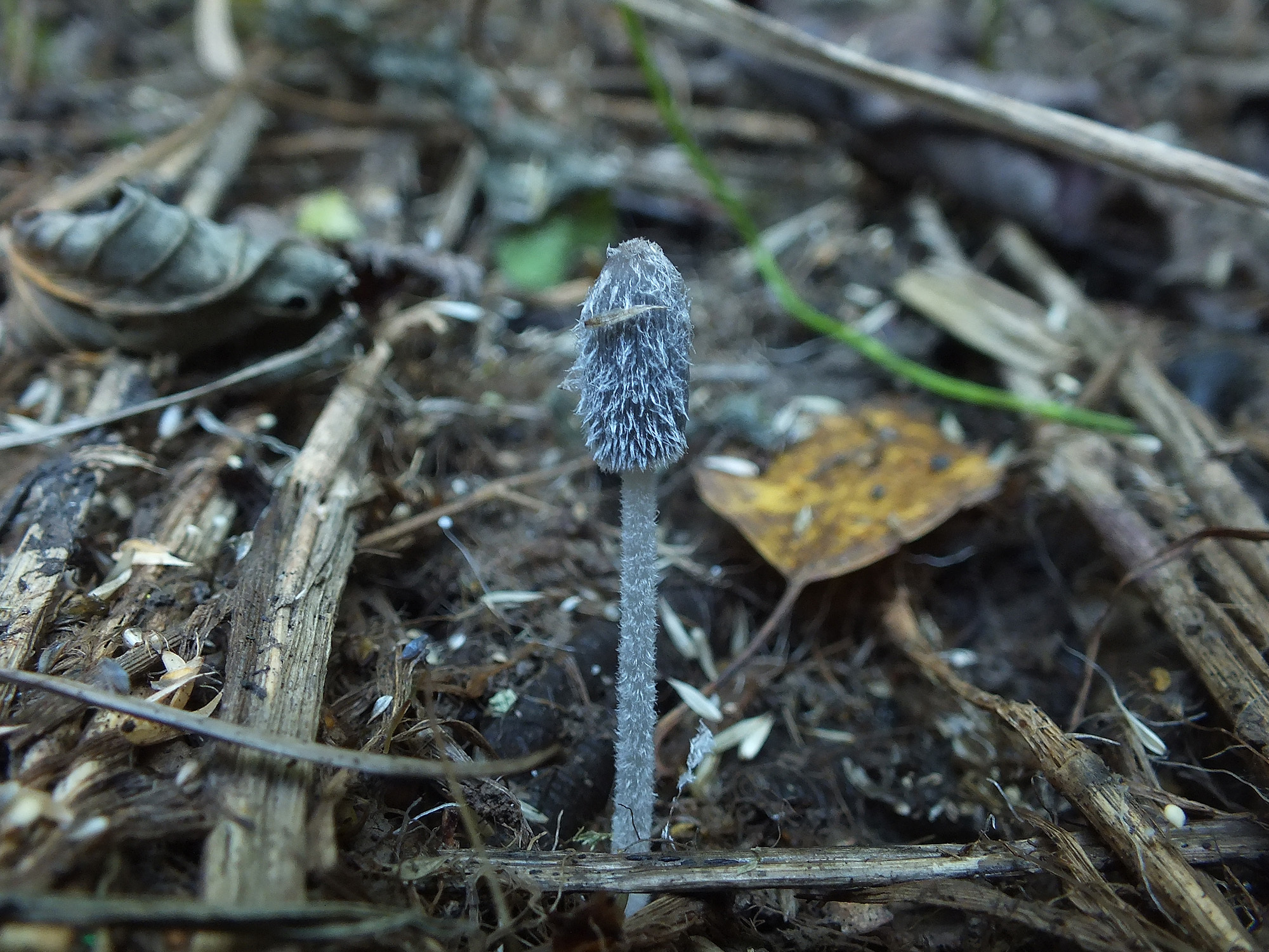 Coprinopsis radiata (Bolton) Redhead, Vilgalys & Moncalvo