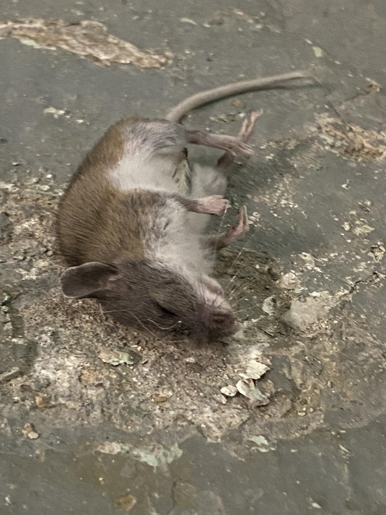 House Mouse from Princeton Ave, Saint Paul, MN, US on June 7, 2023 at ...
