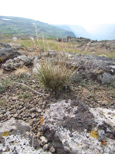 Achnatherum pinetorum · iNaturalist