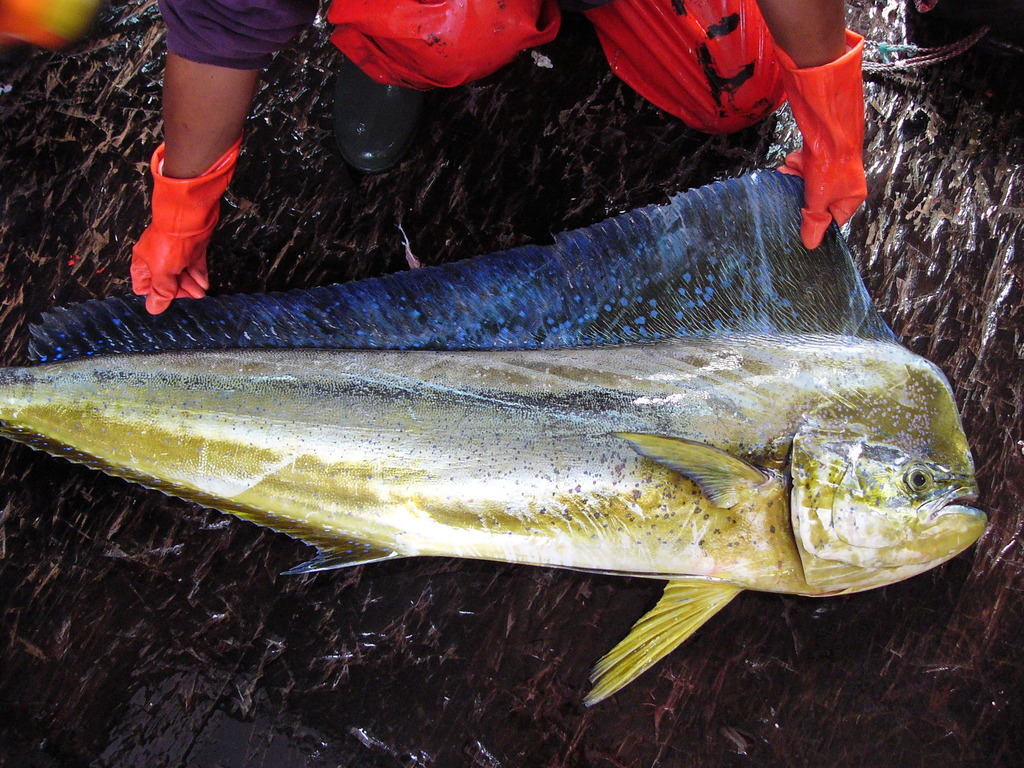 Common Dolphinfish from South Pacific on January 10, 2005 at 07:57 PM ...