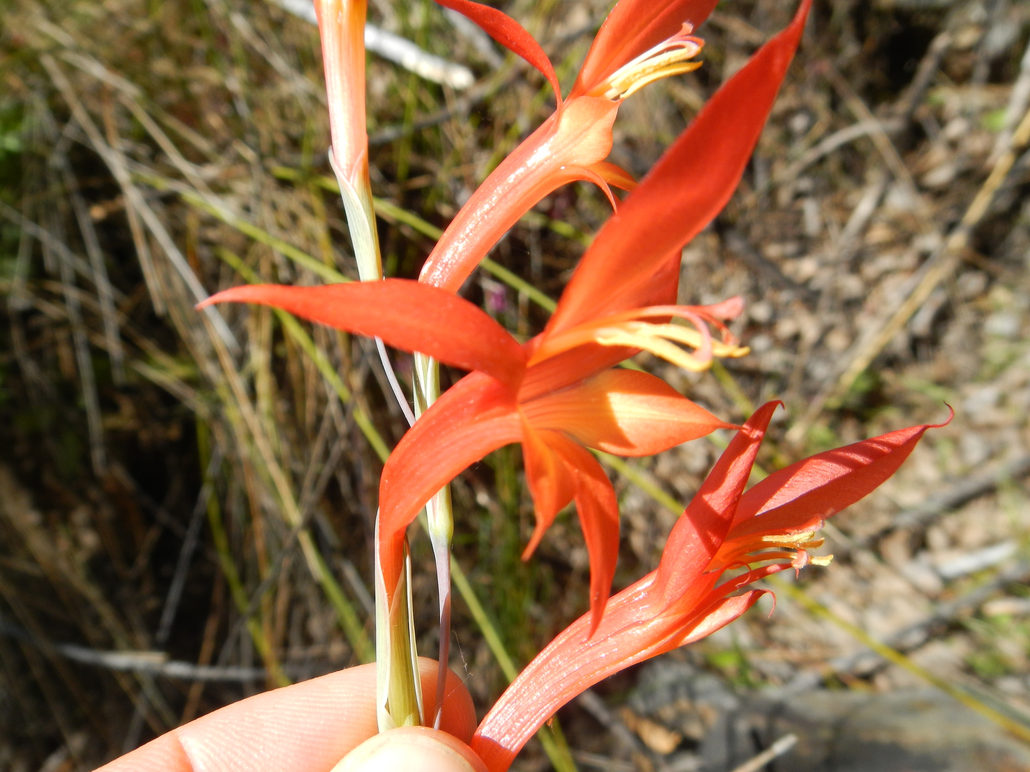 Gladiolus quadrangularis (Burm.f.) Aiton
