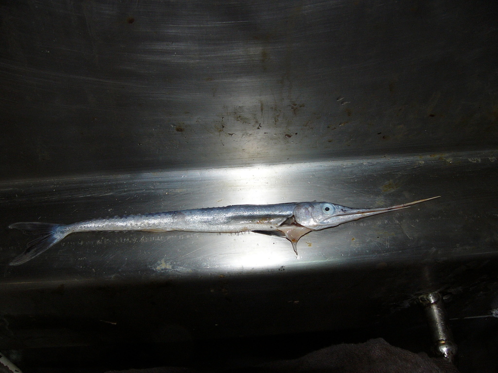 Broadbill Swordfish from South Pacific on February 1, 2005 at 05:00 PM ...