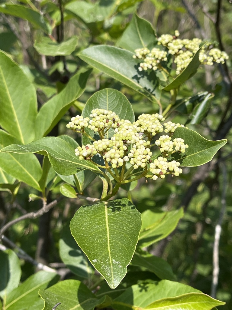 northern wild raisin from Hartwick Pines State Park, Grayling, MI, US ...
