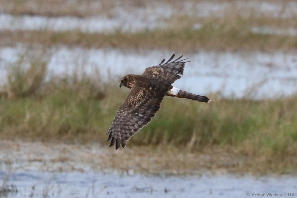 Northern Harrier from Storm Treatment Area 1 East (STA-1E), from Flying ...