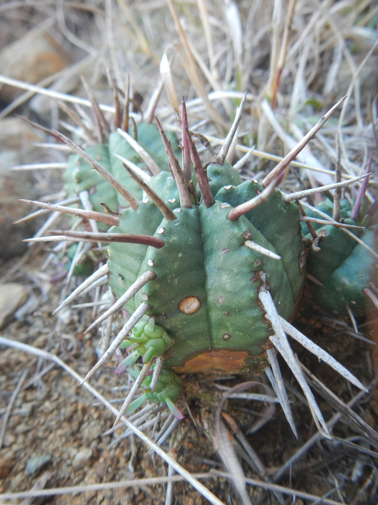 Pincushion Barrelwort from Amathole District Municipality, South Africa ...