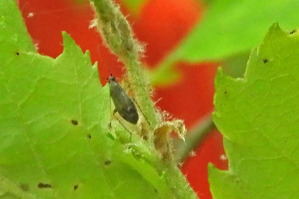 True Bugs from Walker Nature Center on June 7, 2023 by ...