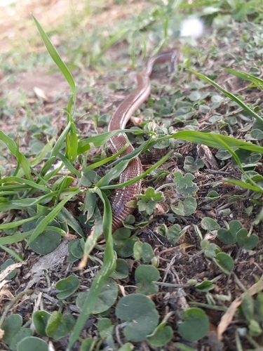 Darwin's Ringed Worm Lizard (Amphisbaena darwinii) - Snakes and Lizards