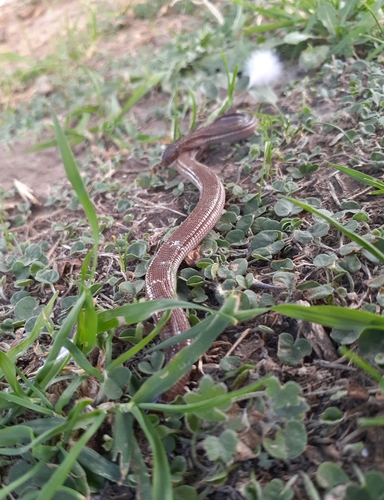 Darwin's Ringed Worm Lizard (Amphisbaena darwinii) - Snakes and Lizards