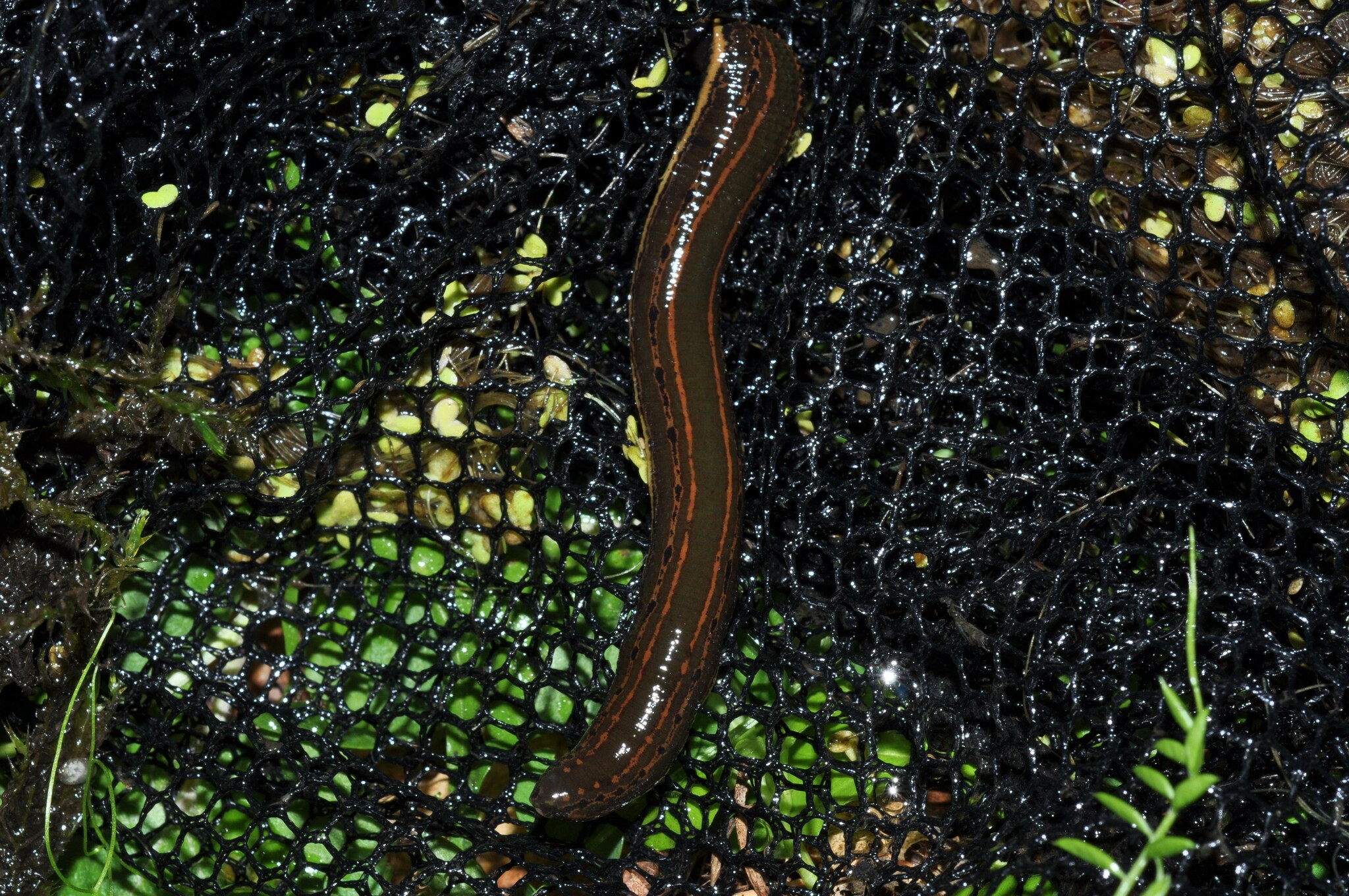 Hirudo medicinalis Linnaeus, 1758