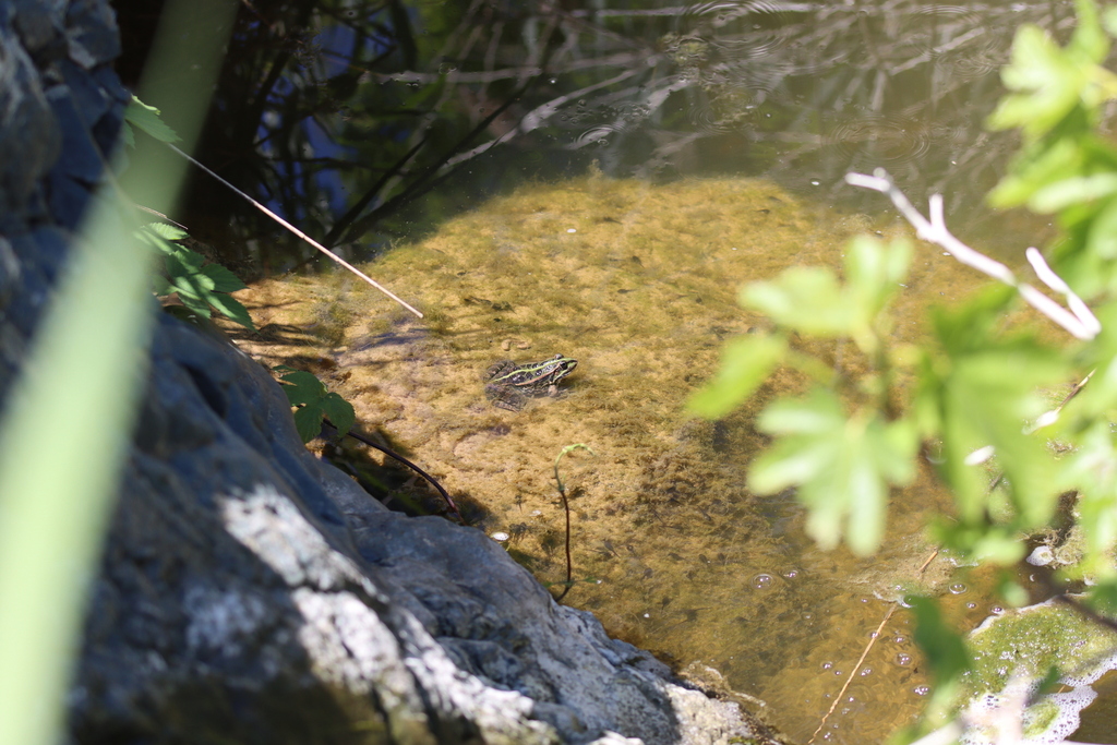 Balkan Frog from Zentralmakedonien, Griechenland on April 28, 2023 at ...