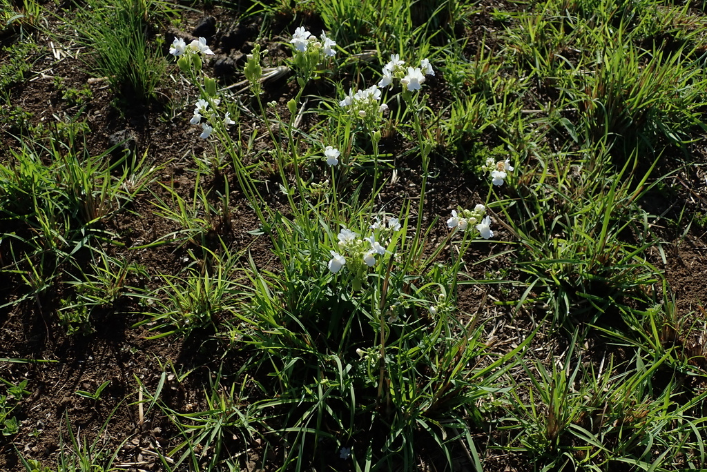 Tooth Lionface from Howick, 3290, South Africa on October 10, 2018 at ...