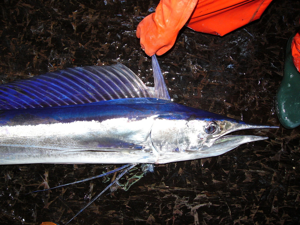 Spearfishes (Tetrapturus) - Marine Life Identification