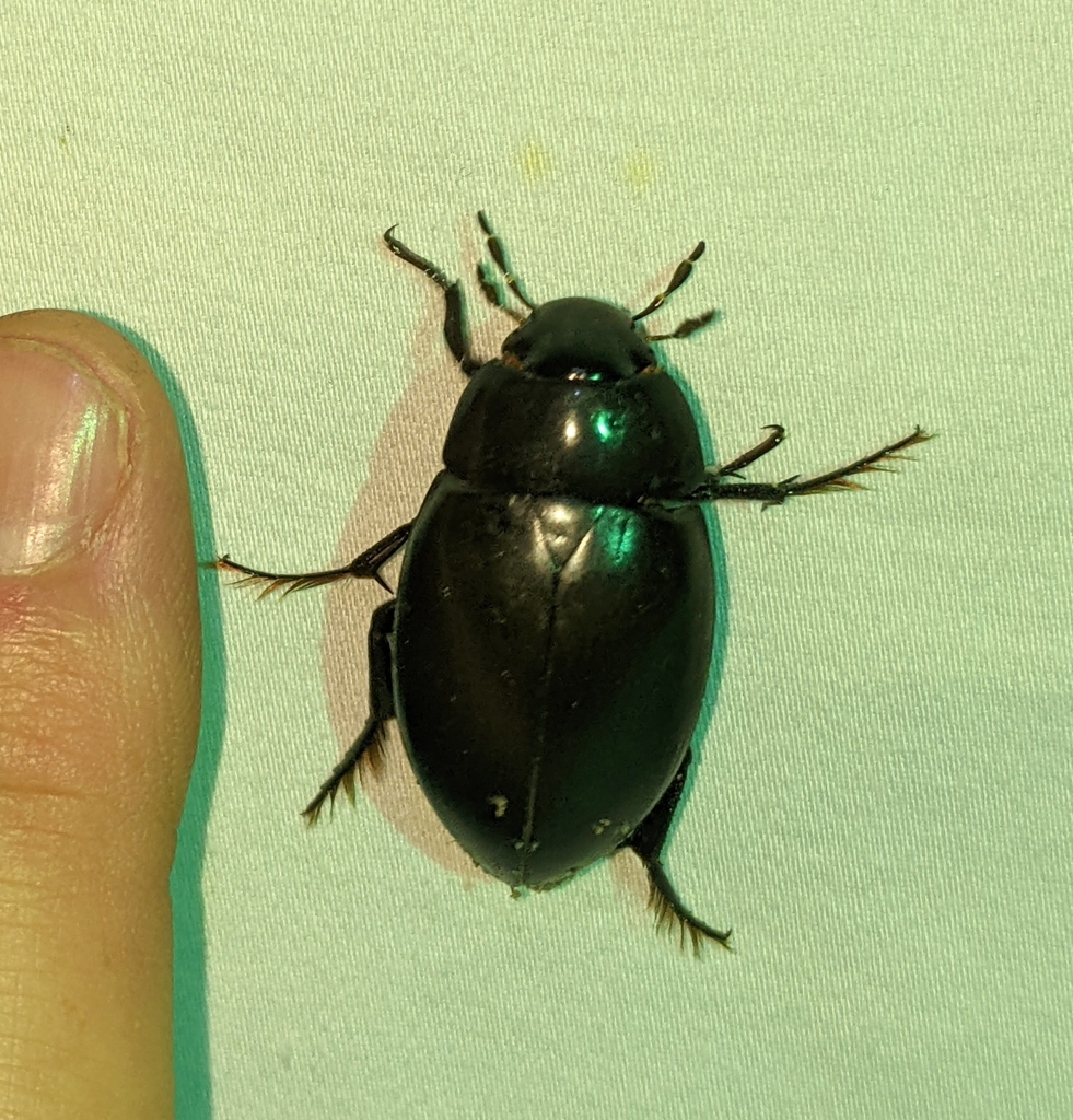 Hydrophilus ovatus from Seadrift, TX 77983, USA on May 19, 2023 at 10: ...
