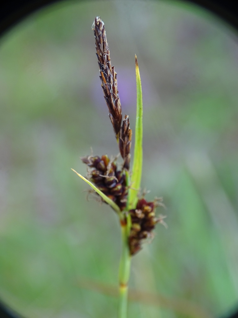 spring sedge from Bishop Middleham, UK on June 7, 2023 at 05:42 PM by ...
