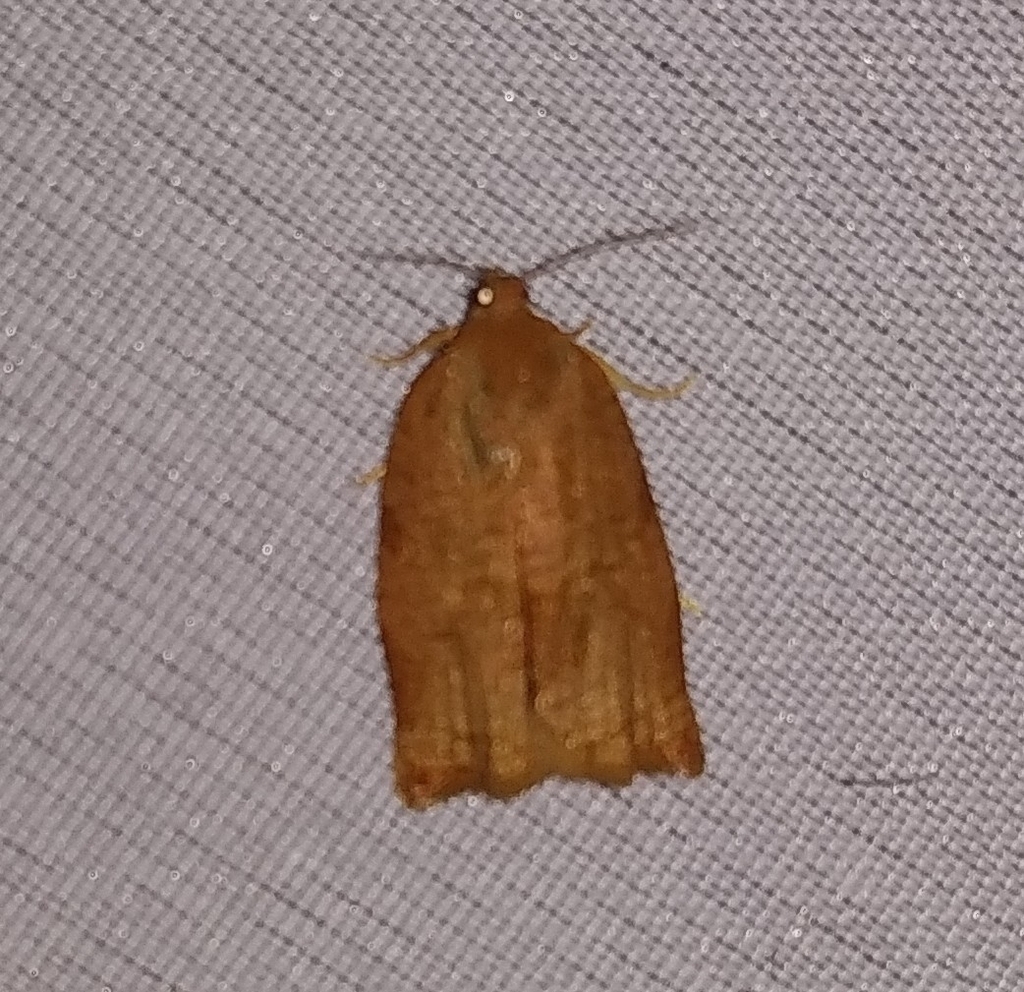 Rose Tortrix Moth from Уфа, Респ. Башкортостан, Россия, 450022 on June ...