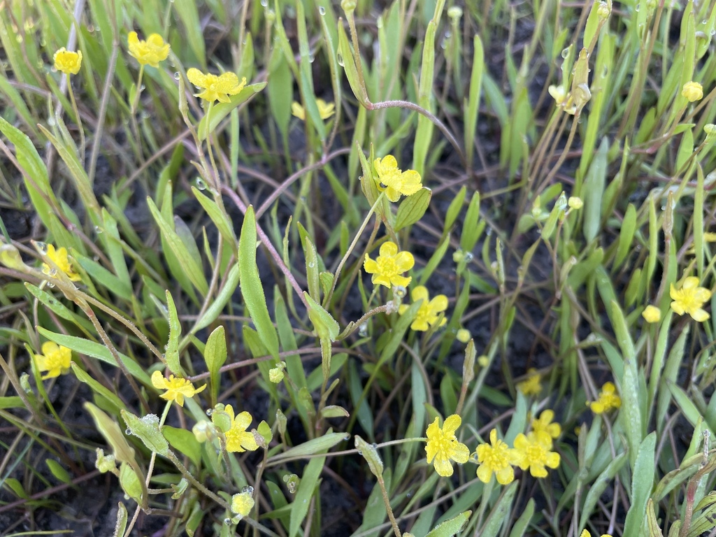 Lesser Spearwort from Lane County, OR, USA on June 3, 2023 at 08:05 AM ...