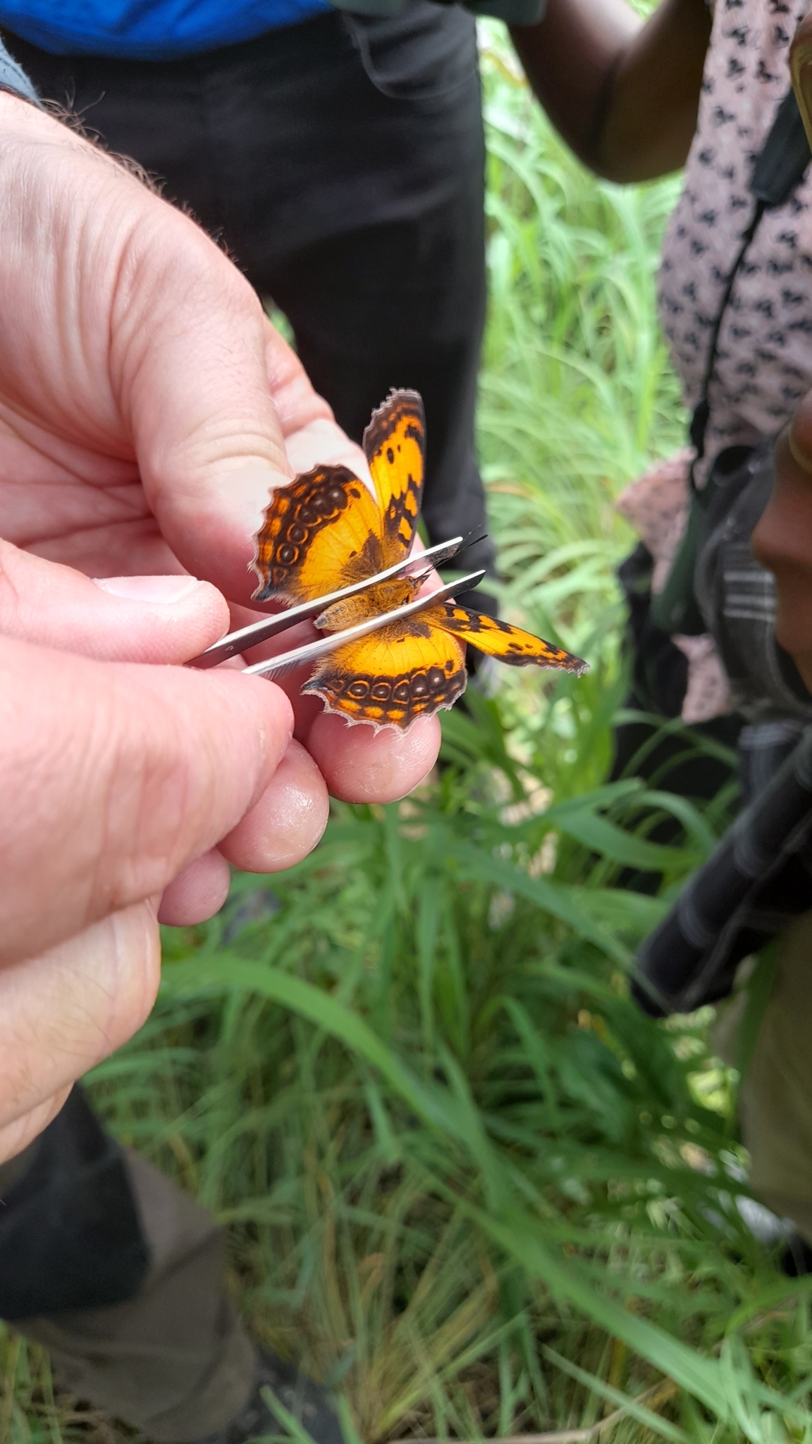Catacroptera Karsch, 1894