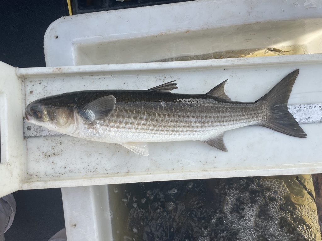 Sea Mullet from Kissimmee River, Okeechobee, FL, US on June 7, 2023 at ...