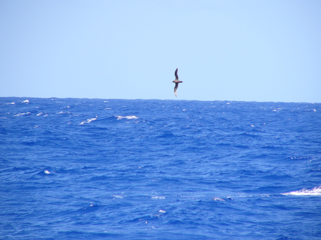 Grey-faced Petrel from South Pacific on January 19, 2005 at 09:12 PM by ...