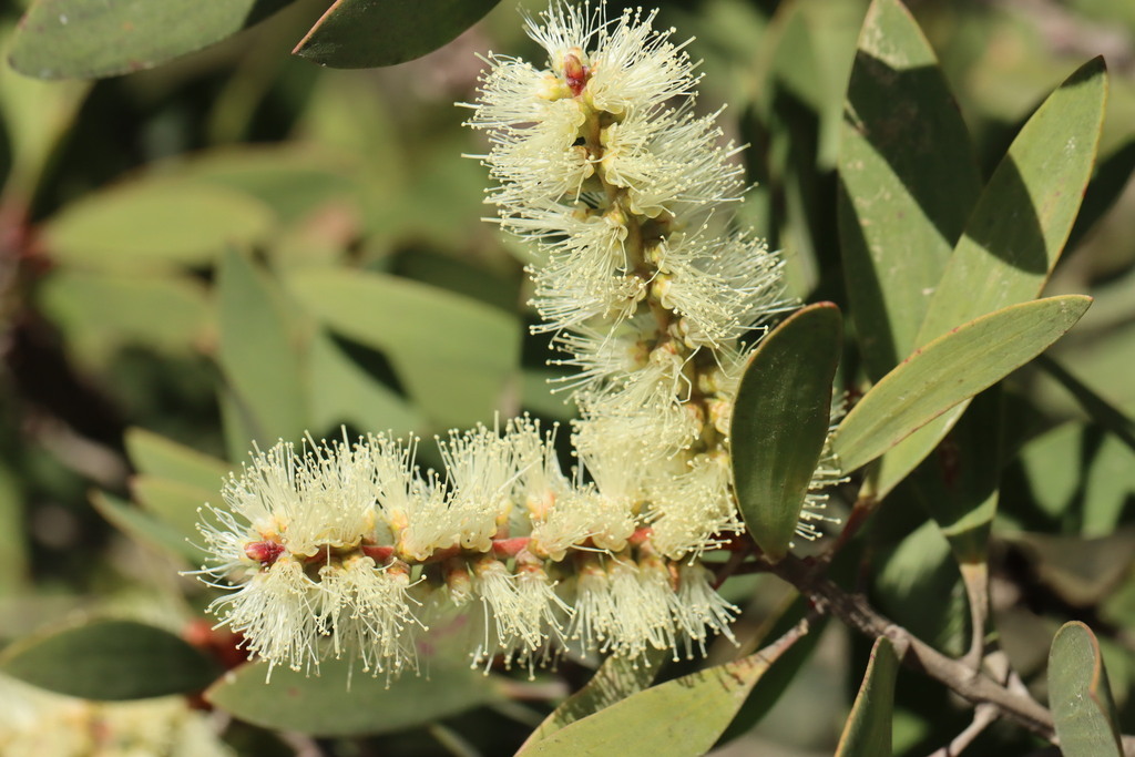 Broad-leaved paperbark from Lake Innes NSW 2446, Australia on May 27 ...