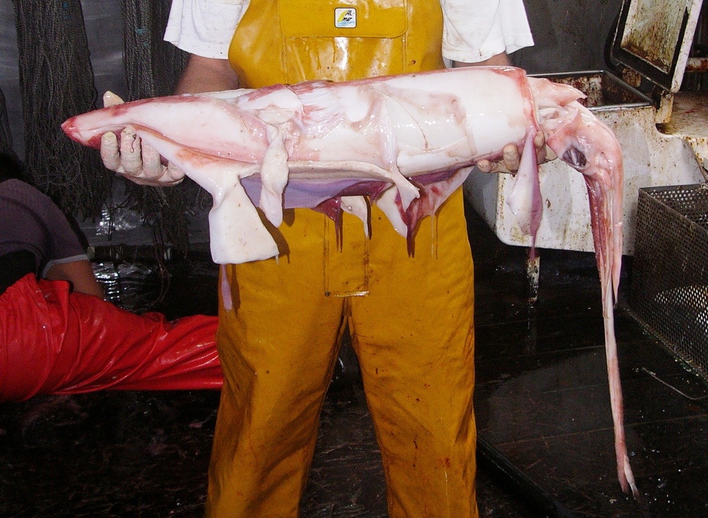 Diamondback Squid from South Pacific on December 23, 2004 at 06:12 PM ...