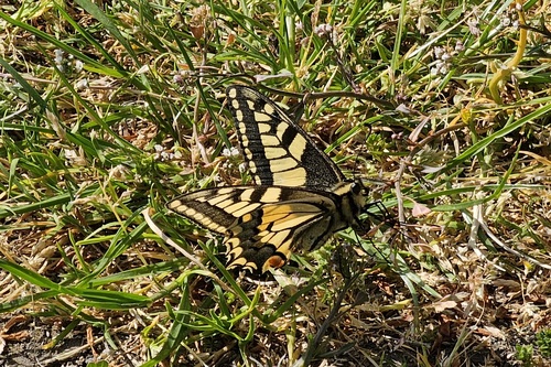 Subespecie Papilio machaon gorganus · iNaturalist Ecuador