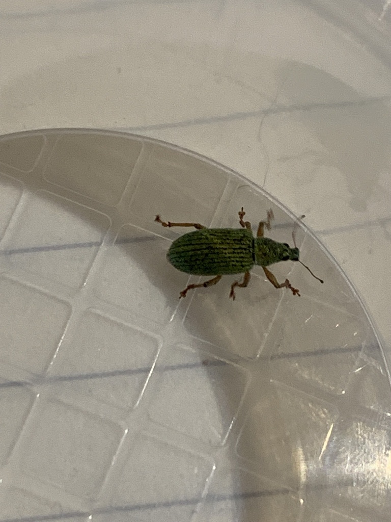 Green Immigrant Leaf Weevil from Palace Road, London, England, GB on ...