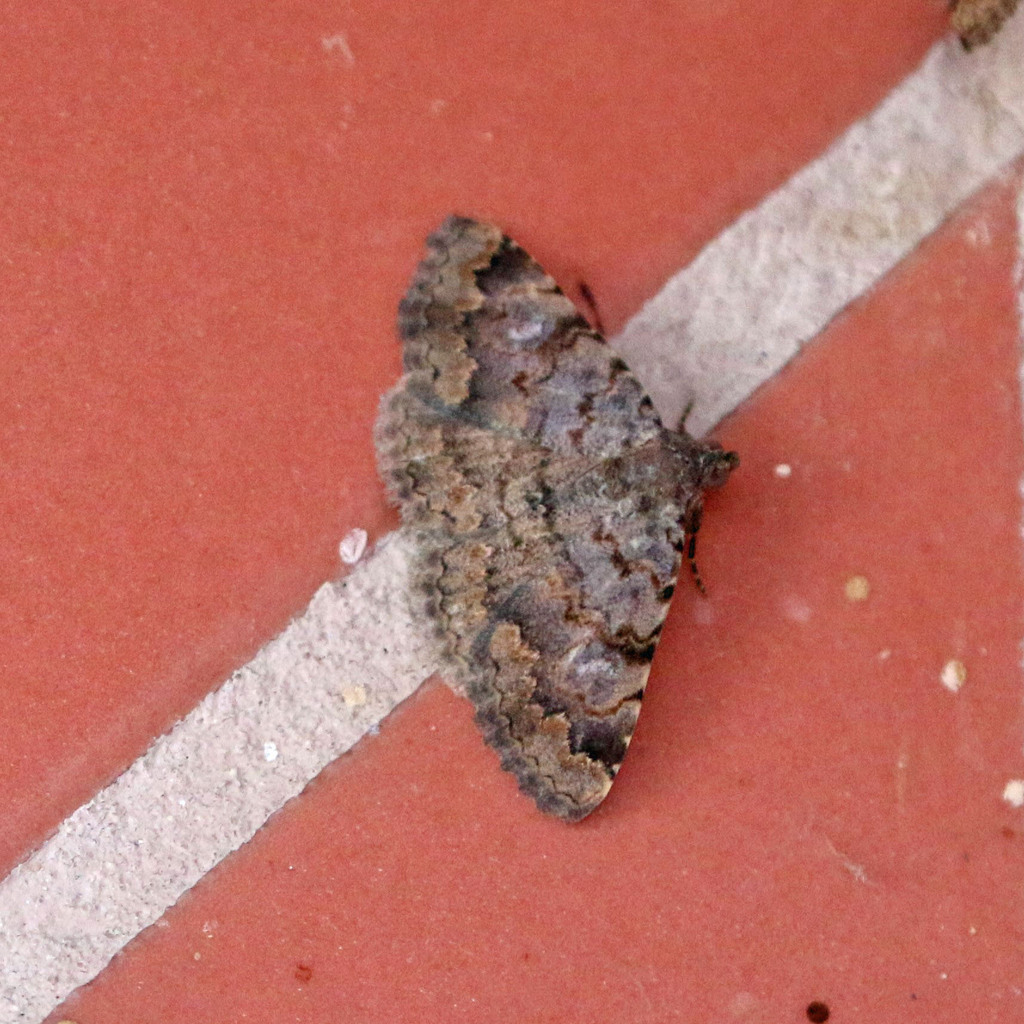 Toxonprucha volucris from Canoa Ranch, AZ, USA on June 5, 2023 at 09:50 ...