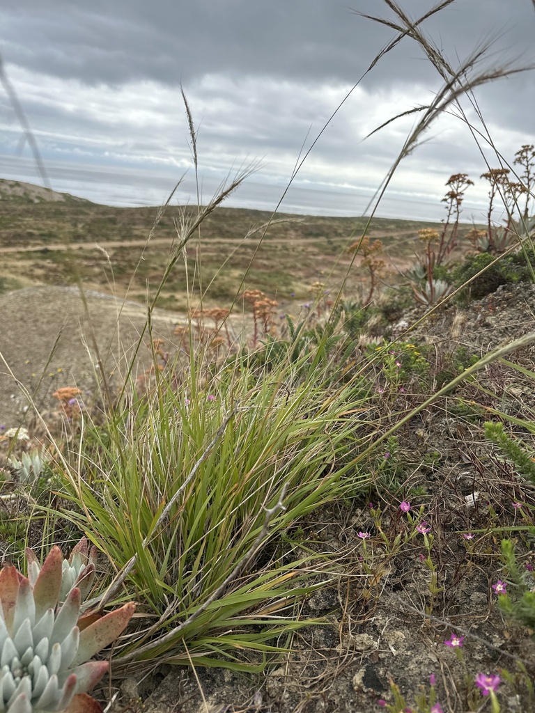 San Diego needle grass from Ventura County, US-CA, US on June 7, 2023 ...