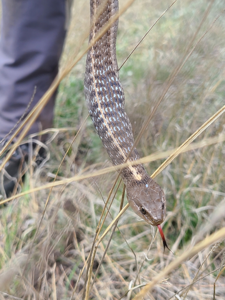 Western Terrestrial Garter Snake from Alpine, AZ 85920, USA on June 6 ...