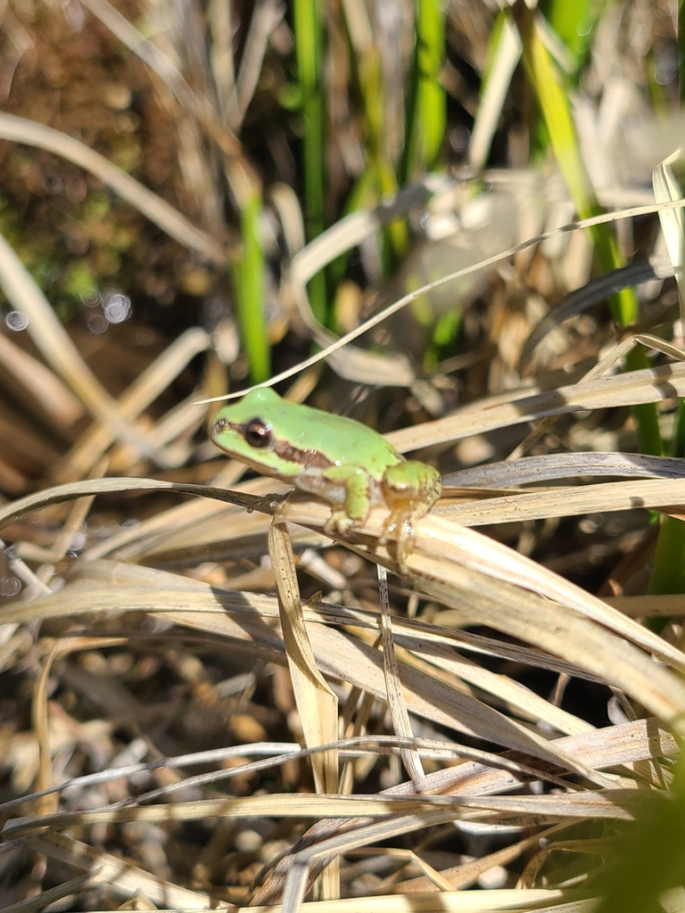 Arizona Tree Frog in June 2023 by ebengochea · iNaturalist