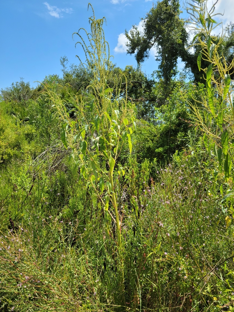 Southern Amaranth from North Fort Myers, FL, USA on June 7, 2023 at 03: ...