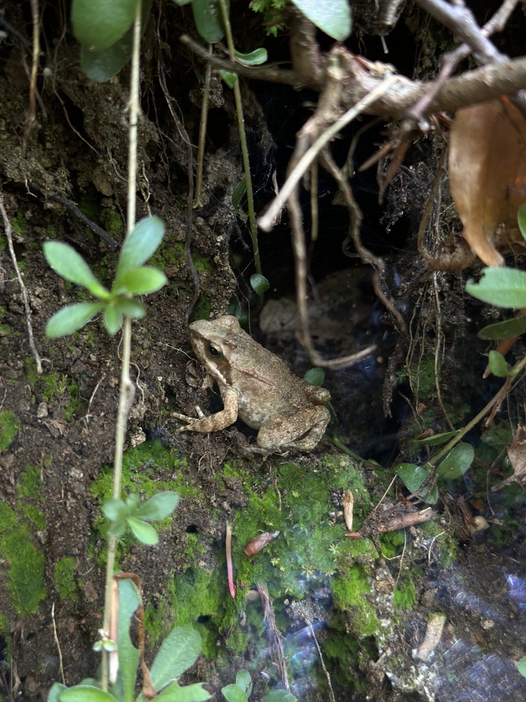 Greek frog from Μονοπάτι Τηλέμαχου Σαμουρίδη, Paranesti, Eastern ...